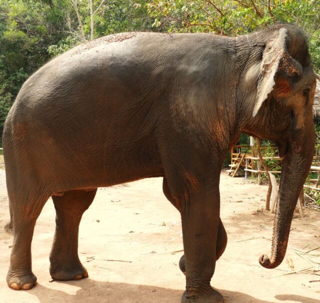 Responsible tourism - protecting animals - Wanderlust & Wet Wipes